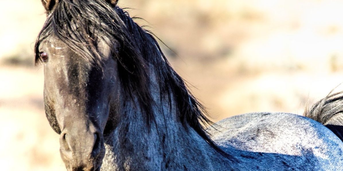 The Delight Song of Tsoai-talee - N. Scott Momaday | Mindfulness ...
