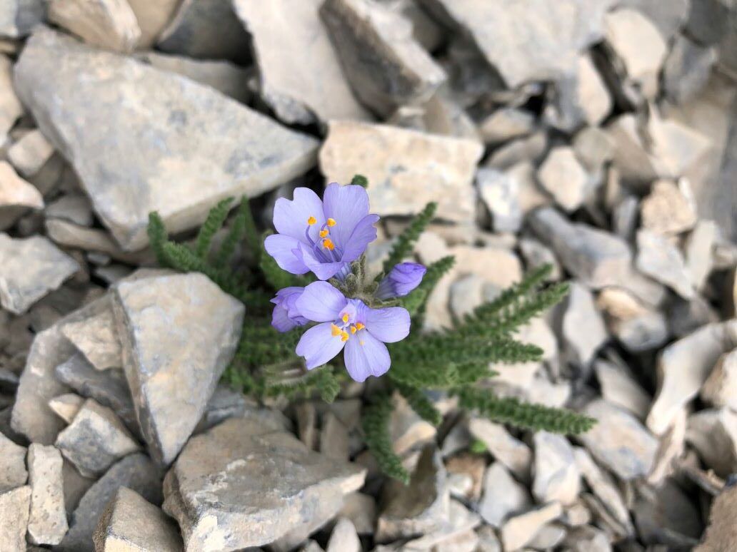 A Necessary Autumn Inside Each - Rumi - Words of Wonder - Mindfulness ...